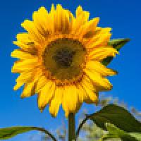 Citizen scientists count sunflower spirals | plus.maths.org